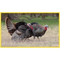 Turkey Anatomy and Proper Arrow Placement – Advanced Archery